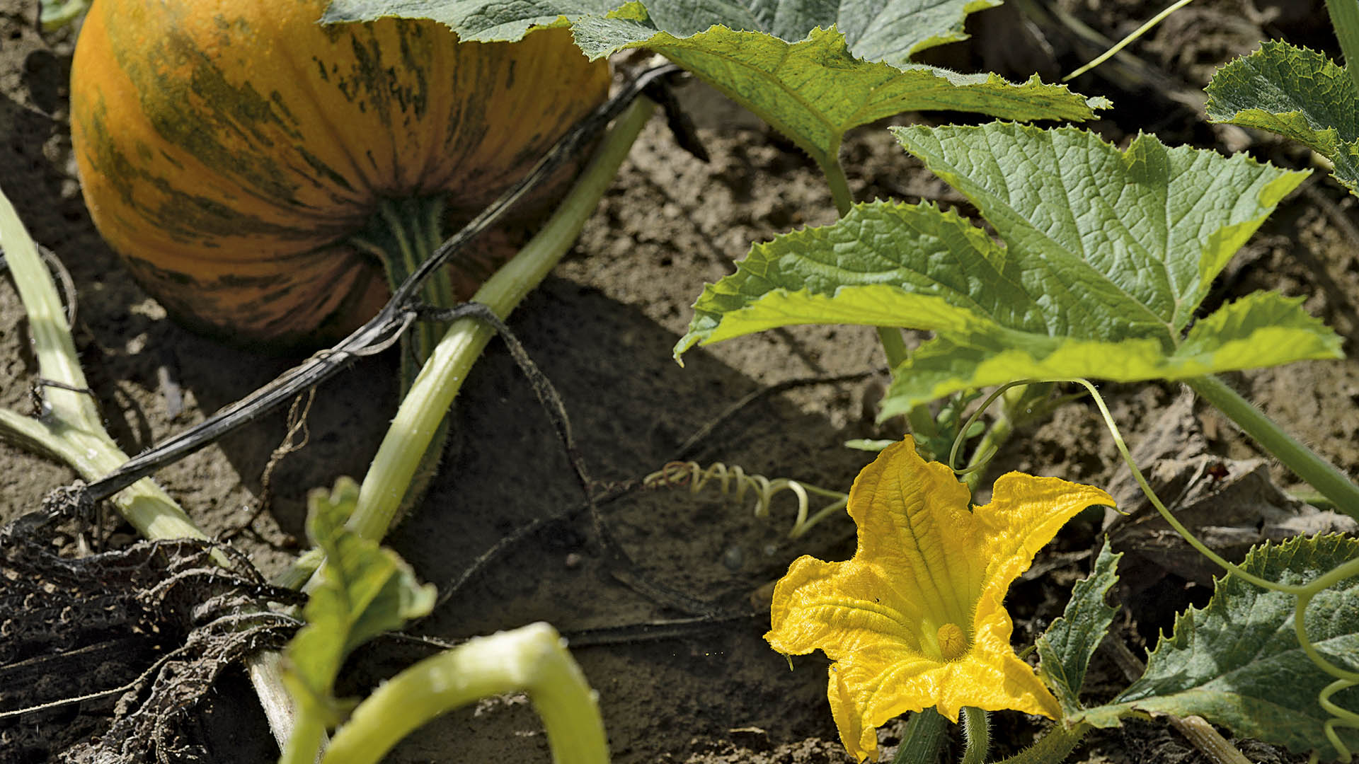 Green gold - THE FURROW