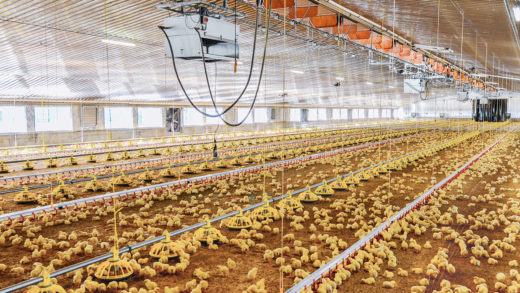 Poultry farmers lead the way in antibiotic reduction - THE FURROW