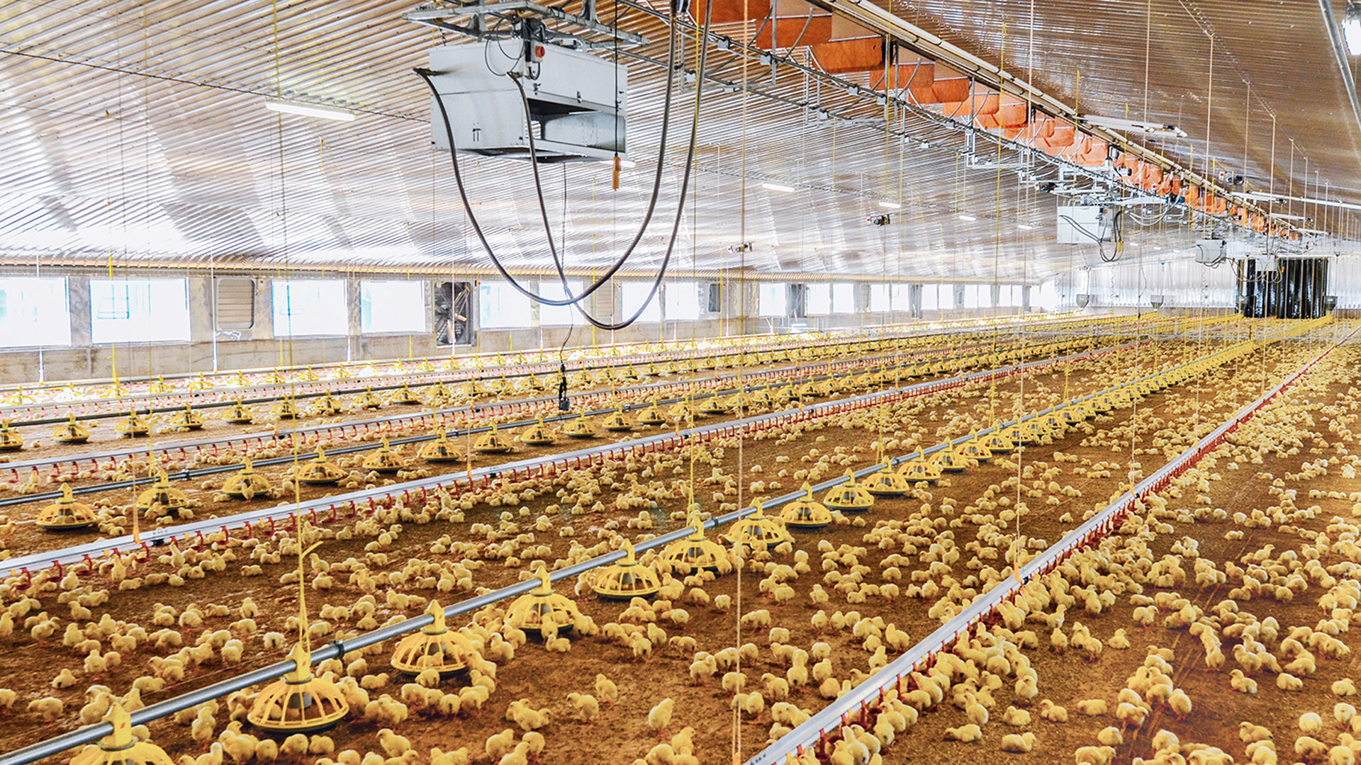 Poultry farmers lead the way in antibiotic reduction - THE FURROW