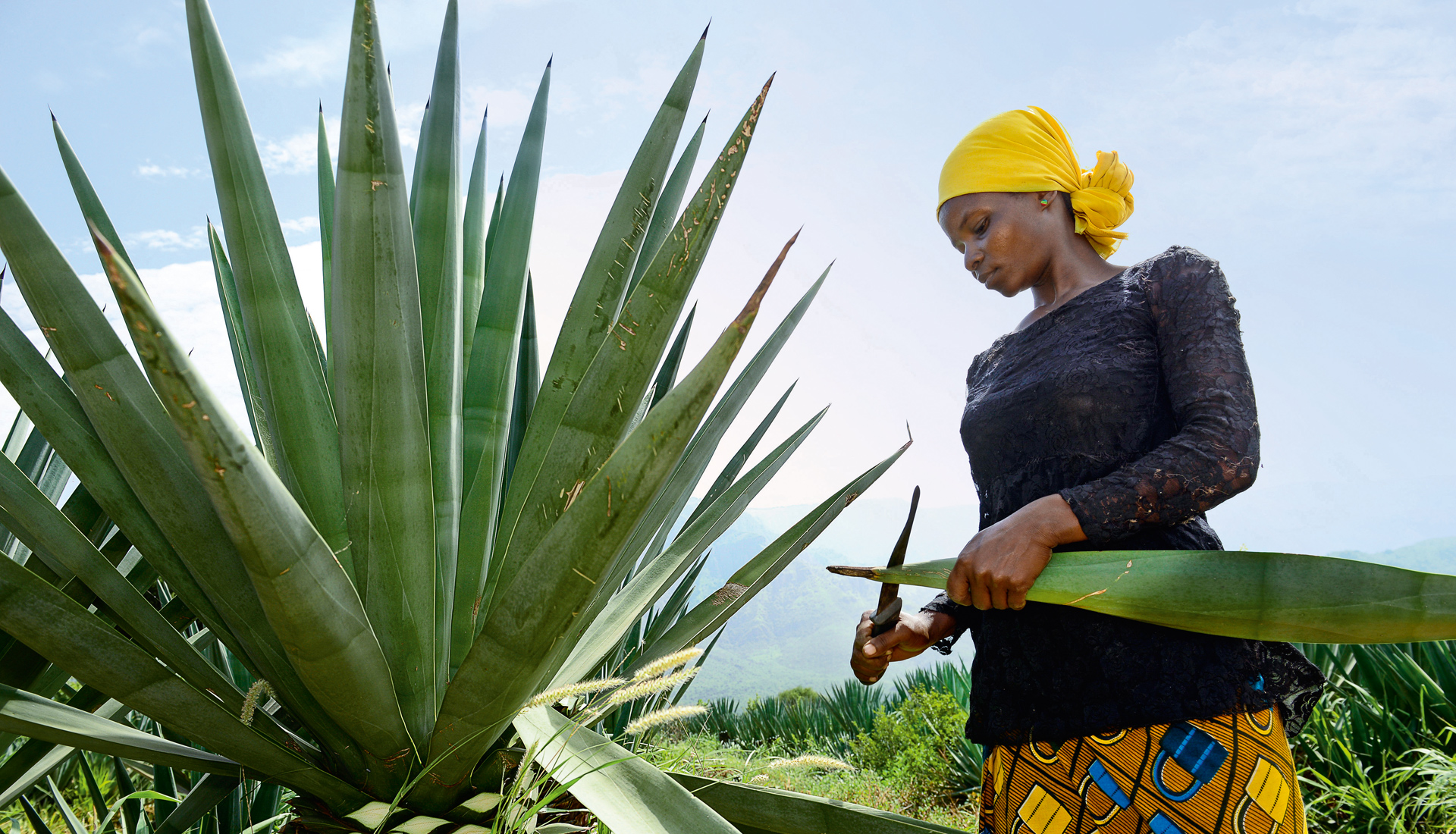 A Comeback in East Africa - THE FURROW