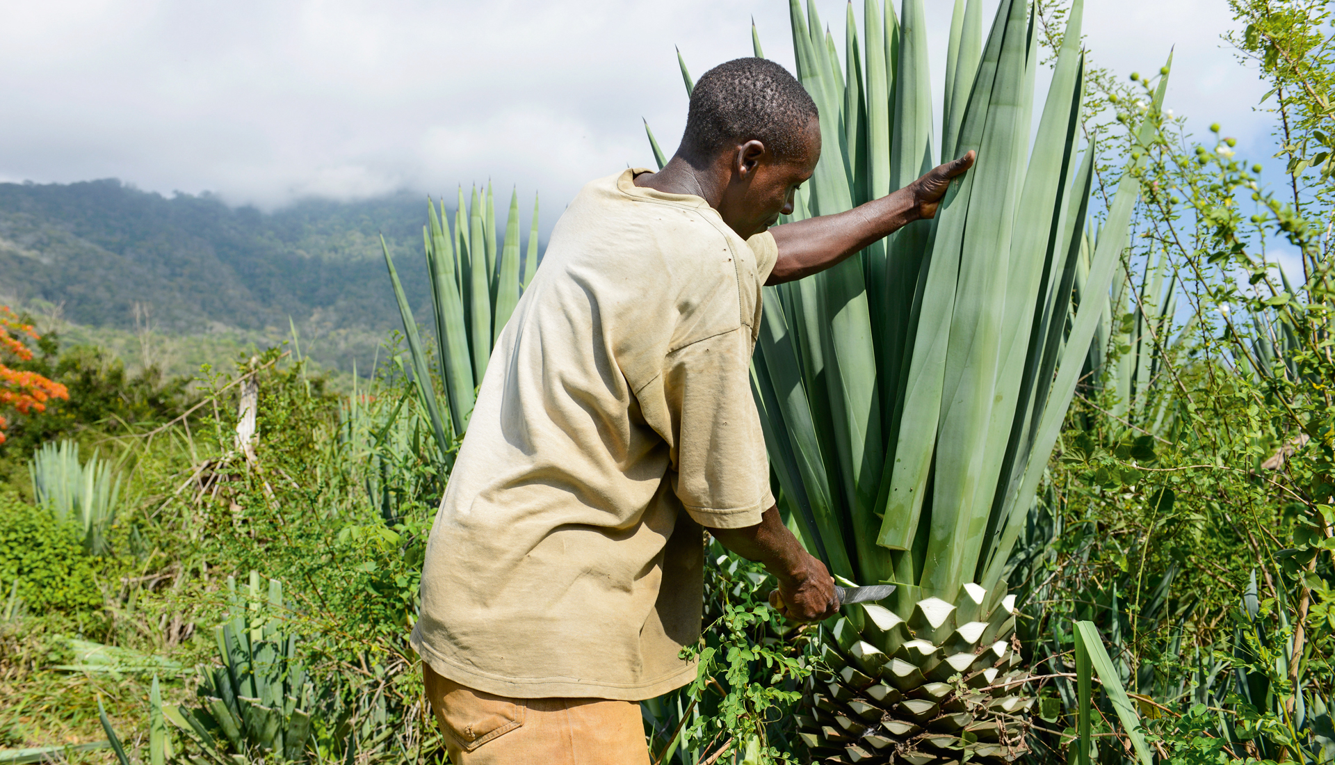 A Comeback in East Africa - THE FURROW