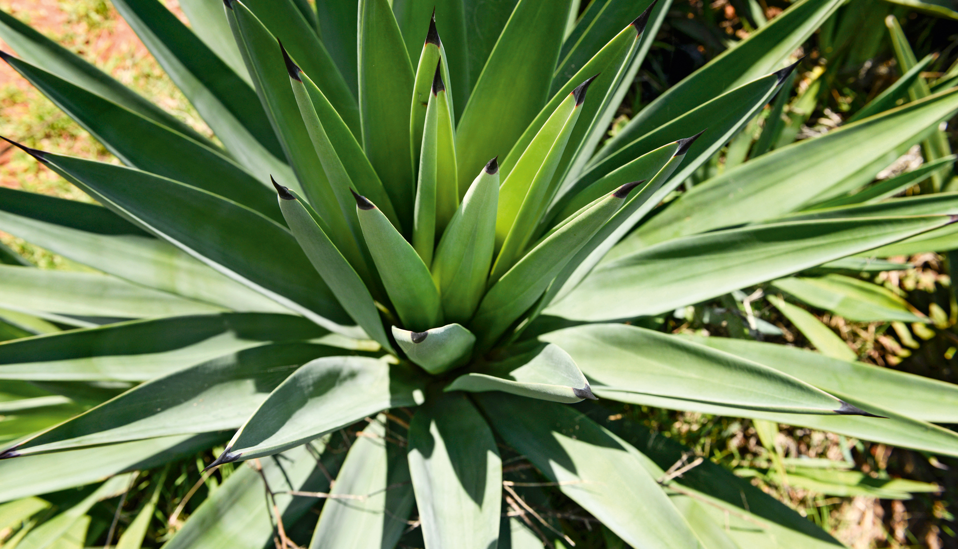 A Comeback in East Africa - THE FURROW