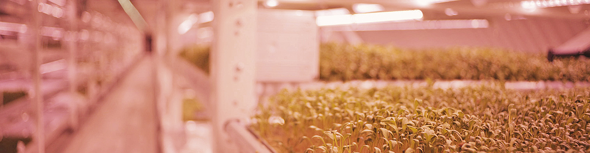 Growing Deeper Underground - THE FURROW