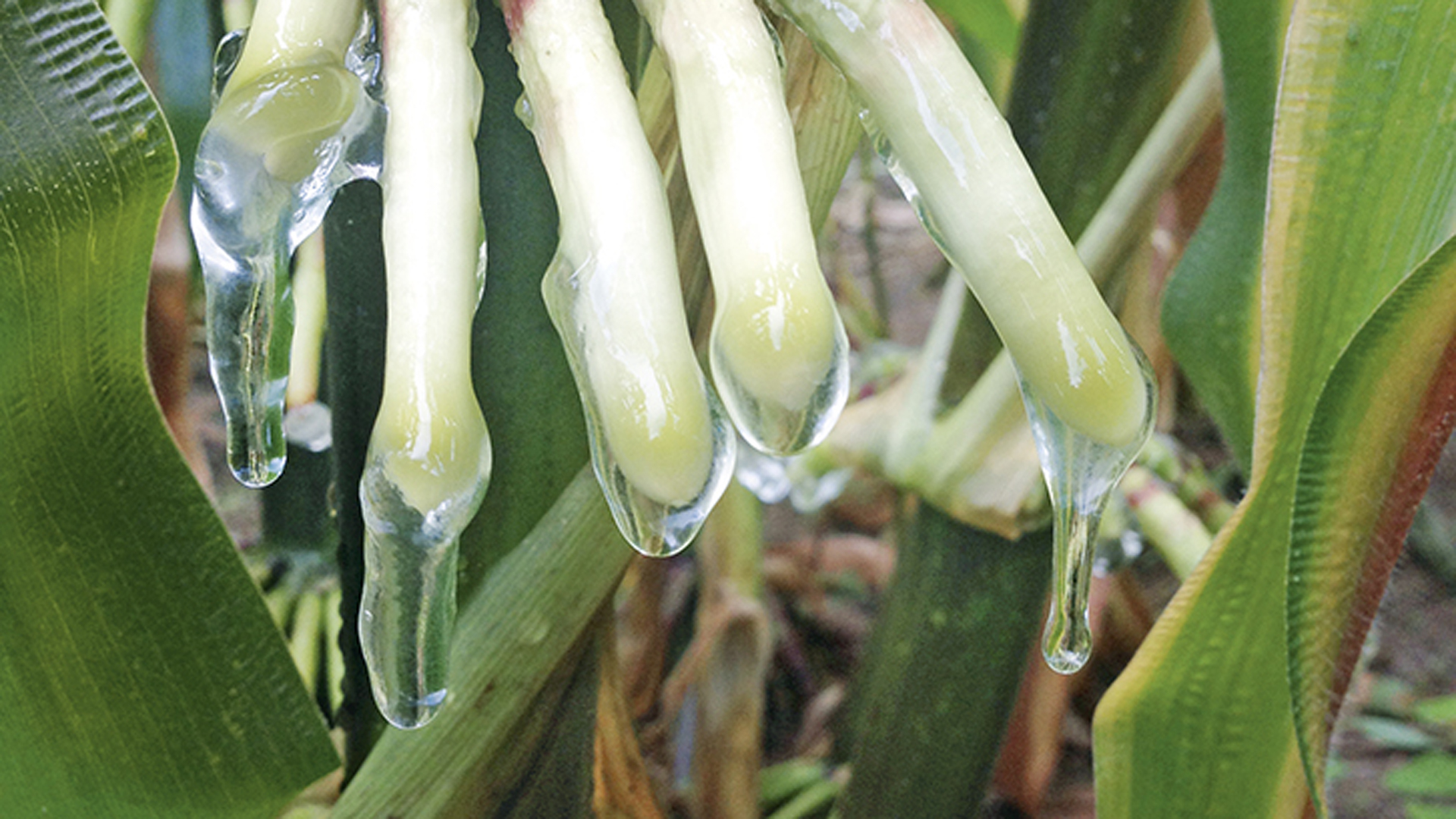 Self-fertilising maize - THE FURROW