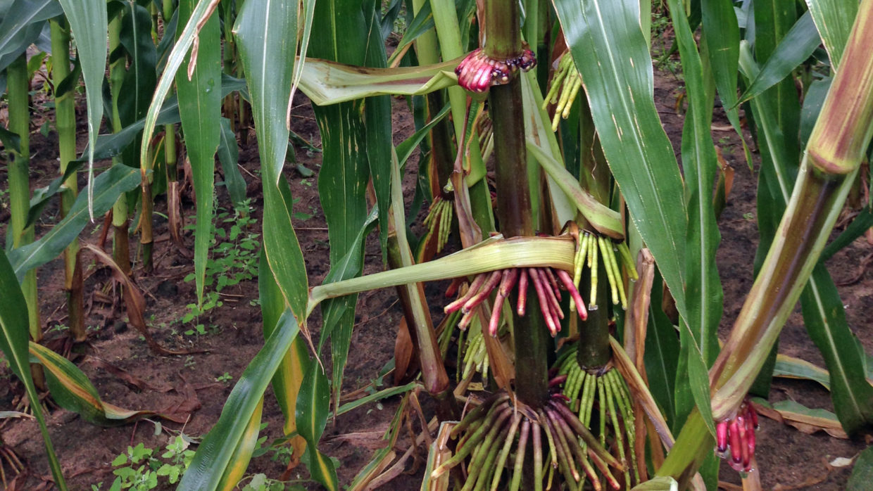 Self-fertilising maize - THE FURROW