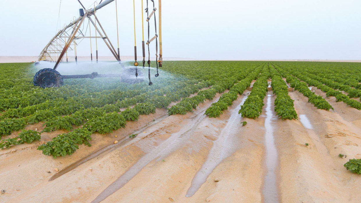 Green Revolution in the Desert - THE FURROW