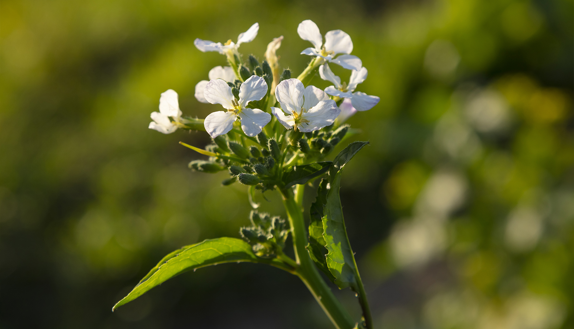 Catch crops for more soil life - THE FURROW