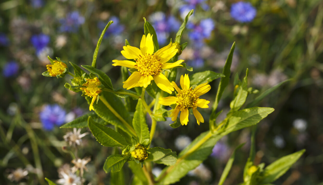 Catch crops for more soil life - THE FURROW