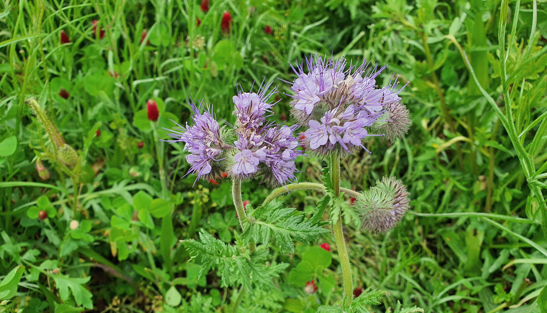 Catch crops for more soil life - THE FURROW