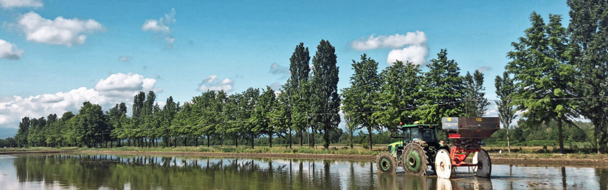 The Italian rice farmers on the quest for balance - THE FURROW