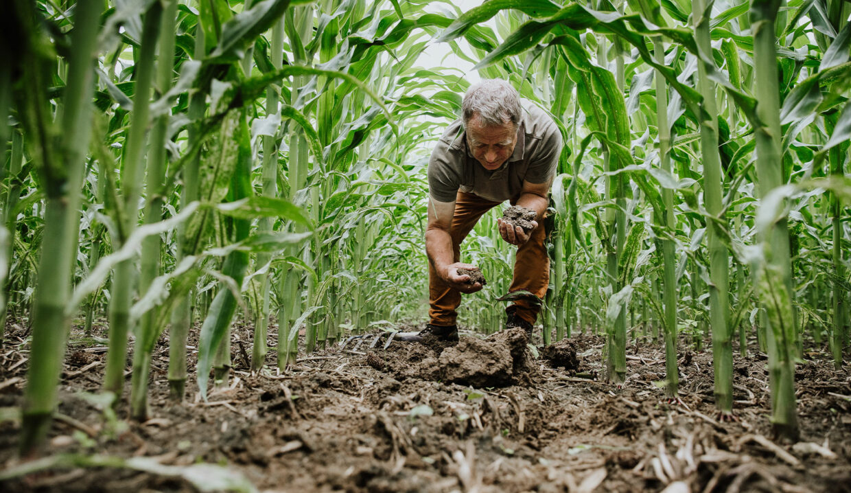 Recognising the value of humus - THE FURROW