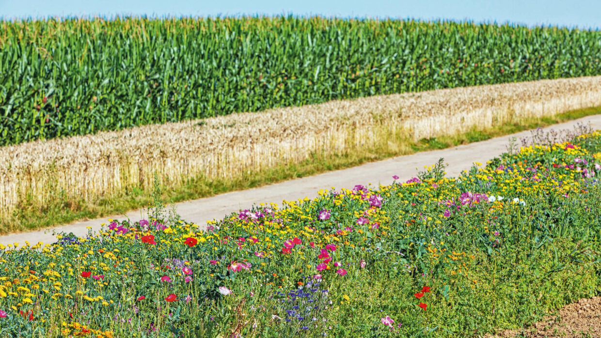 Thriving insects, thriving farm - THE FURROW