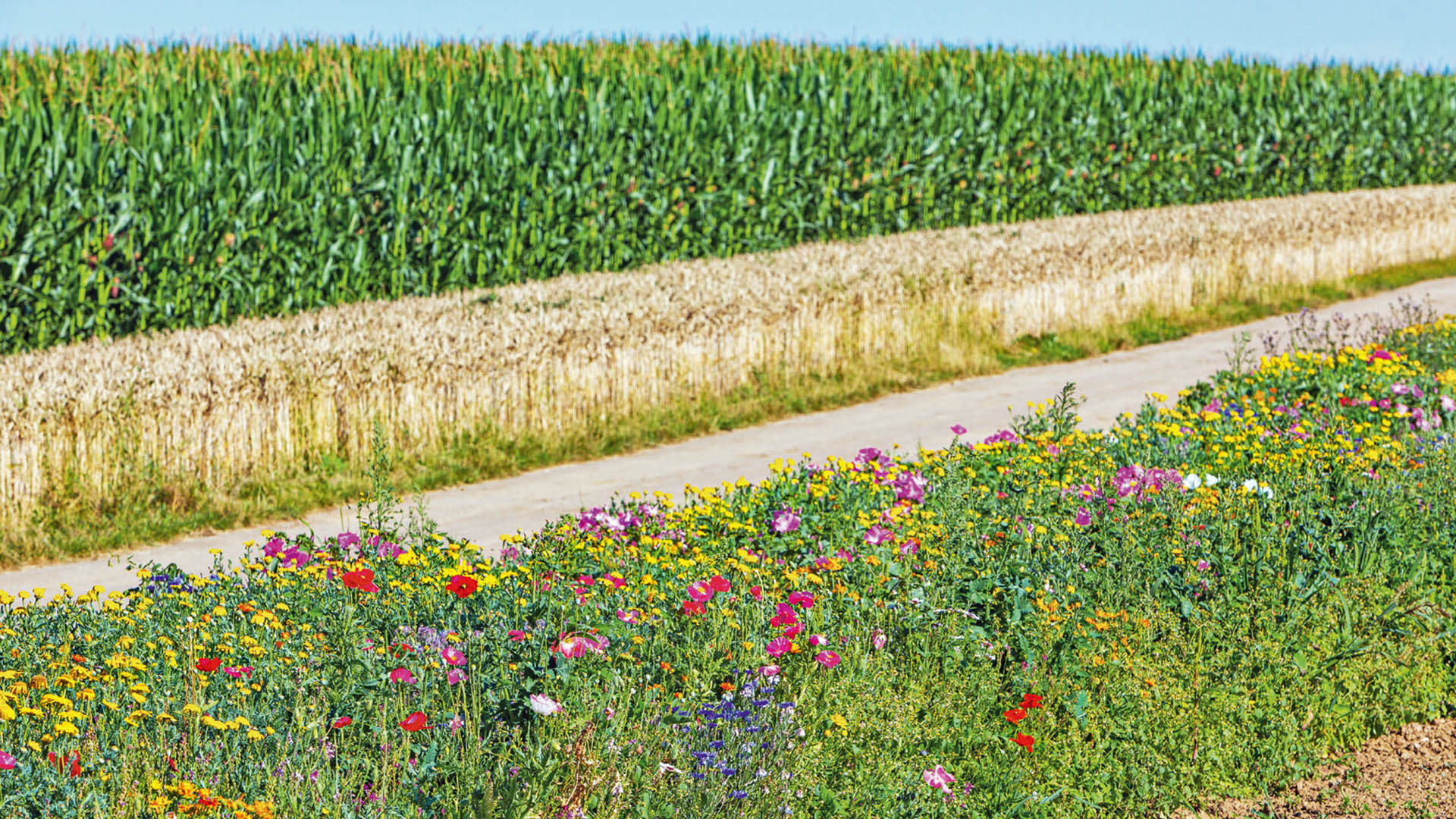 Thriving insects, thriving farm - THE FURROW