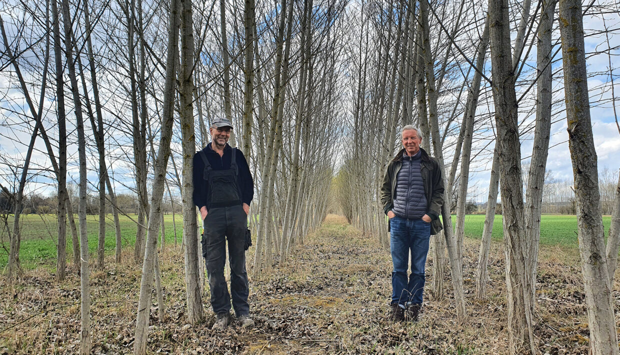 Poplar trees: A windbreak for crops - THE FURROW