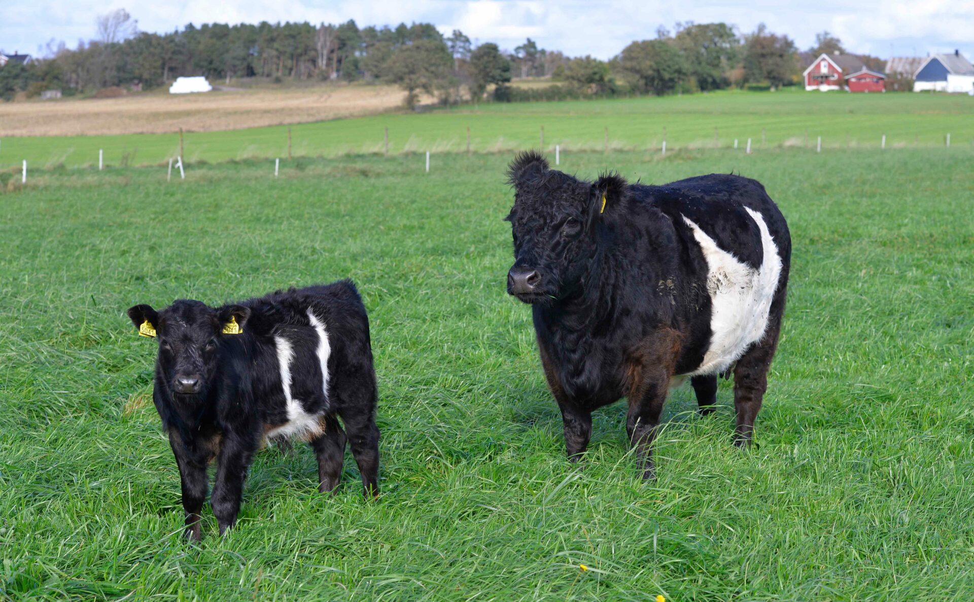 Using Wagyu beef to increase profits - THE FURROW