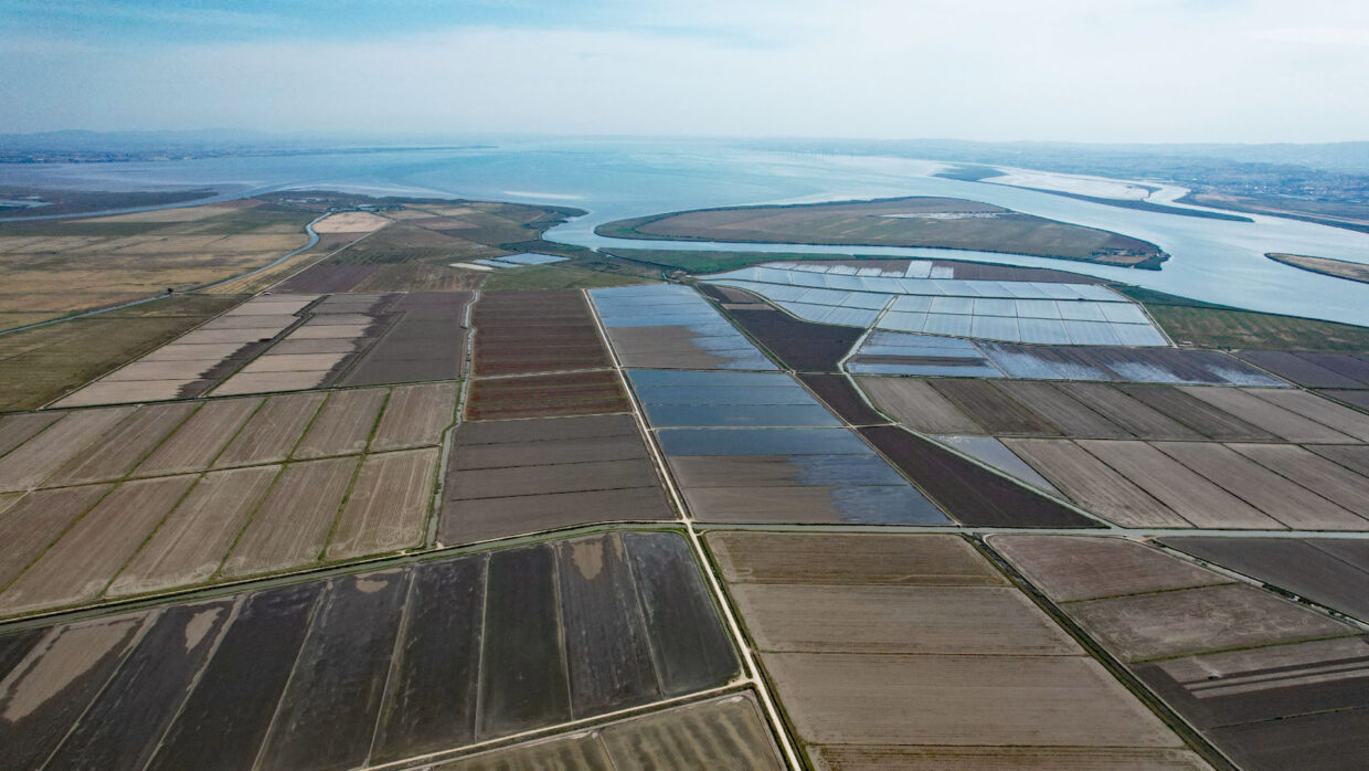 Carolino rice from Lezírias Ribatejanas - THE FURROW