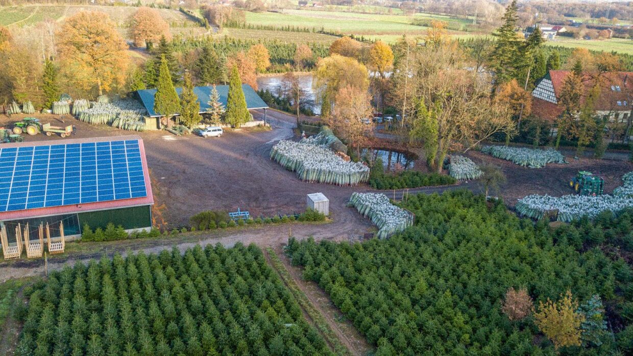 With tradition and technology from seedlings to Christmas trees - THE ...