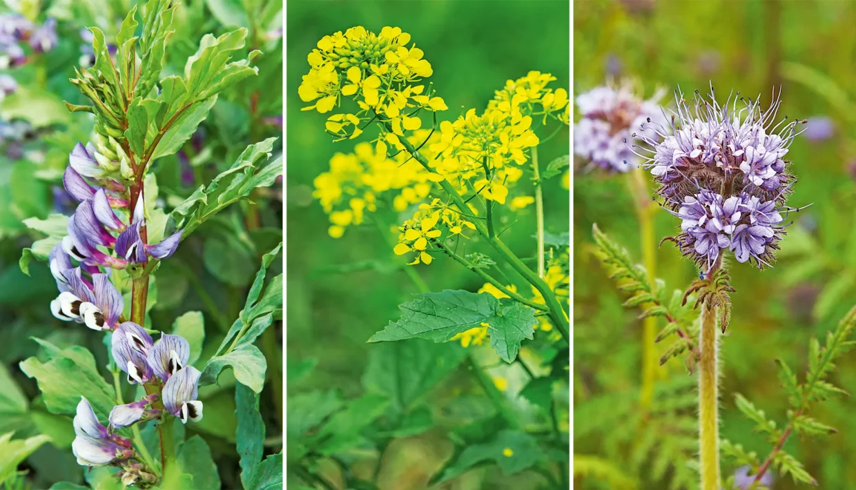Are cover crops a good ally for sunflowers? - THE FURROW